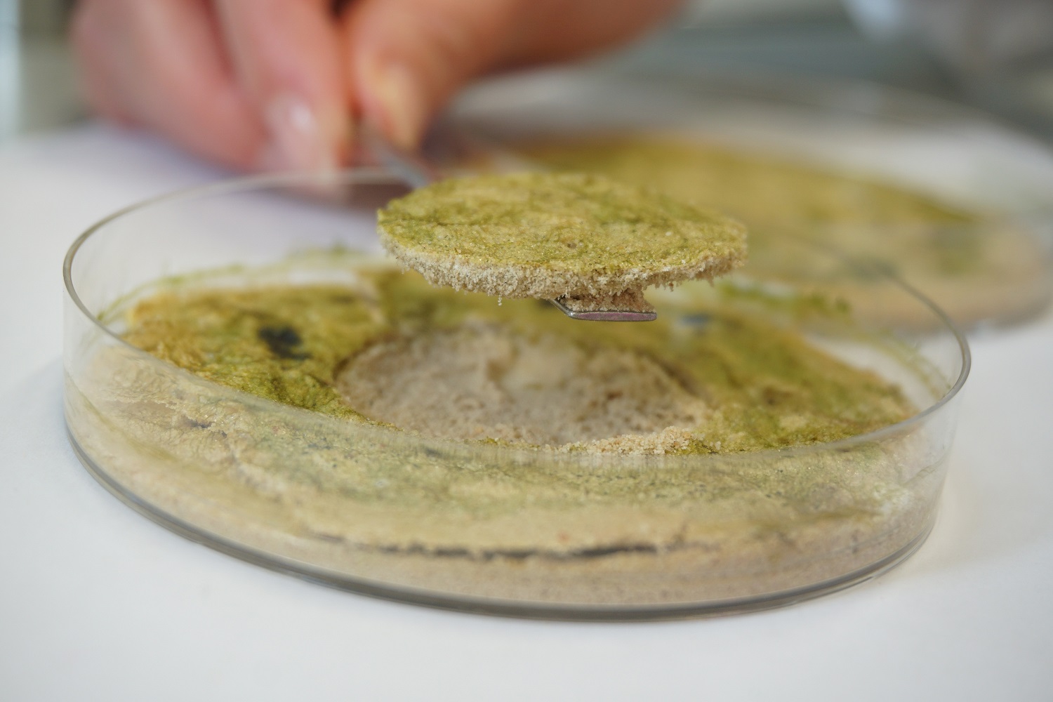 INDUCED BIOCRUSTS - Program against desertification